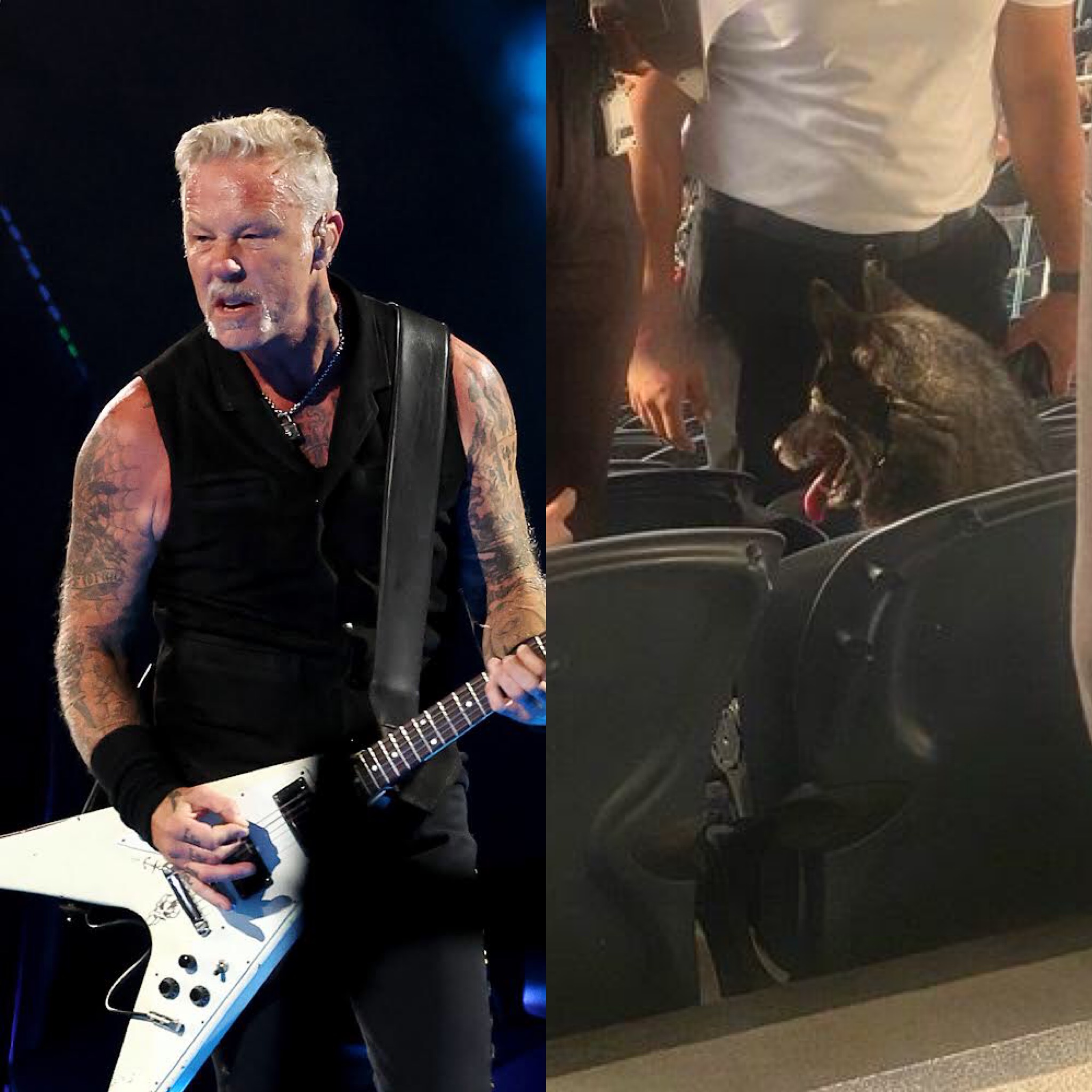 Dog Sneaks Into Local Metallica Show