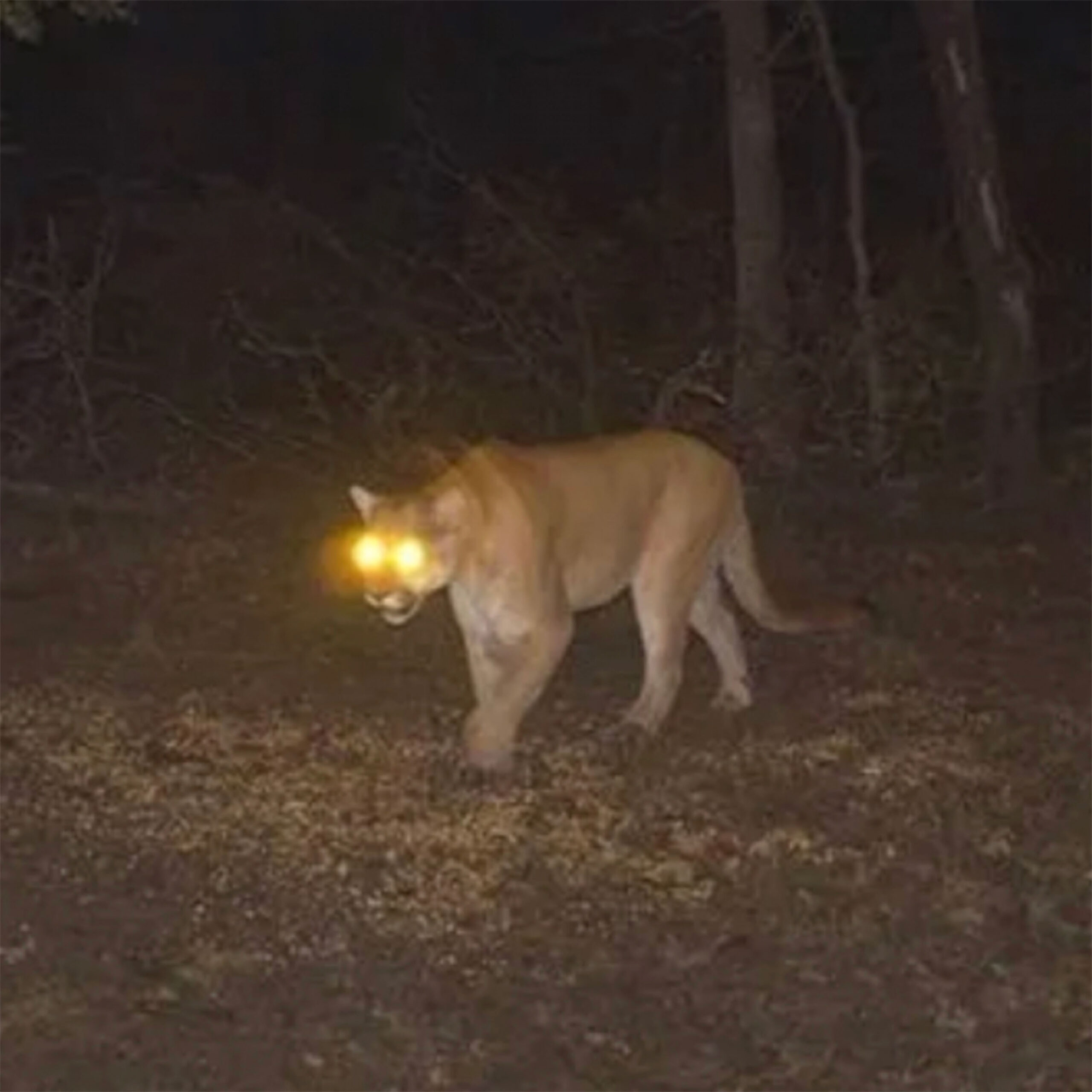 Bruiser Wolf & Zack Fox - "Mountain Lion"